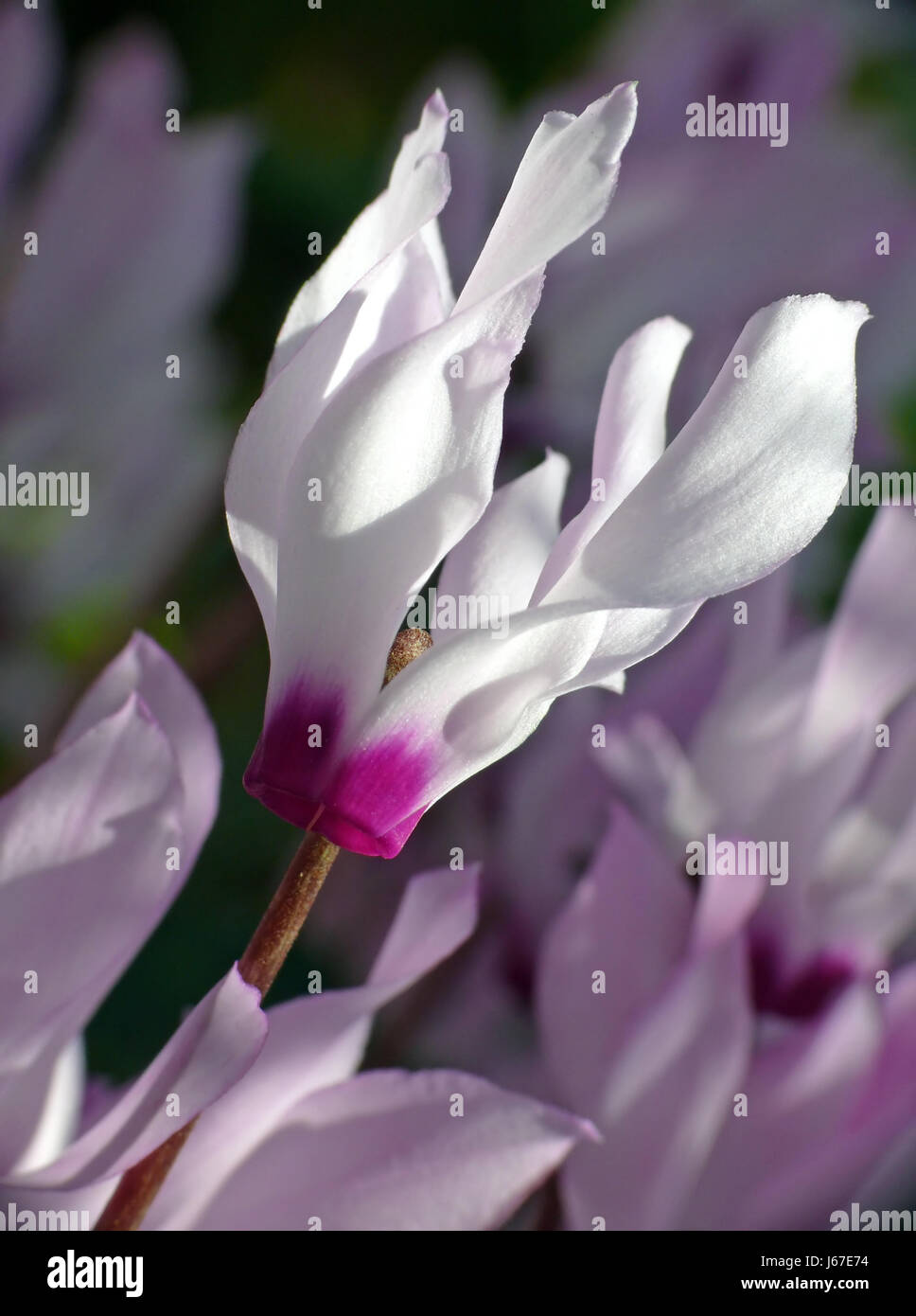 purple indoor plant cyclamen blank european caucasian violet purple ...