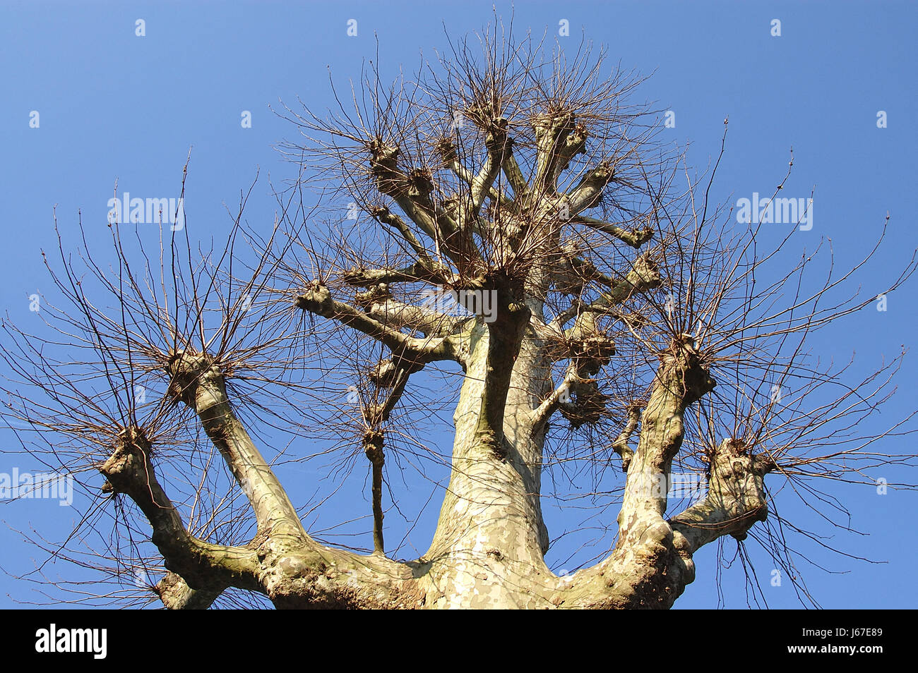 tree browse cut head of a tree tree-cutting willow tree winter trunk ...