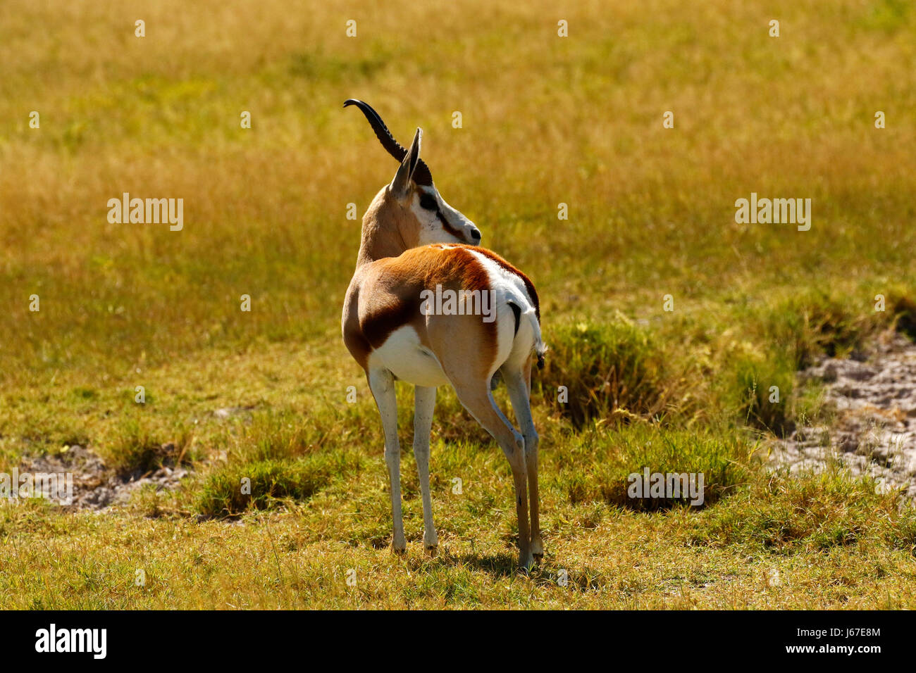 Wild Springbok antelope on the African plains Stock Photo - Alamy