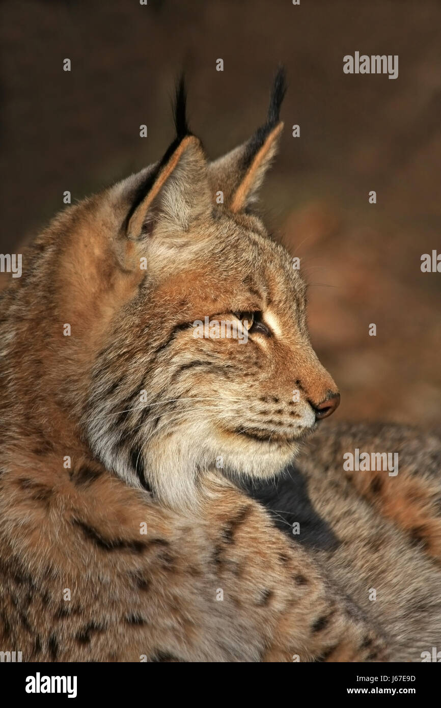 animal eye organ big cat feline predator ears predator cat lynx ...