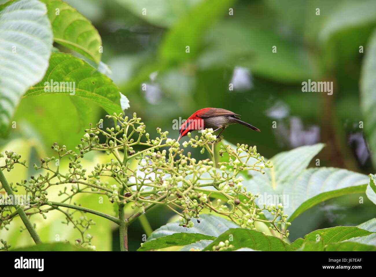 Crimson sunbird (Aethopyga siparaja) in Simeulue Island, western ...