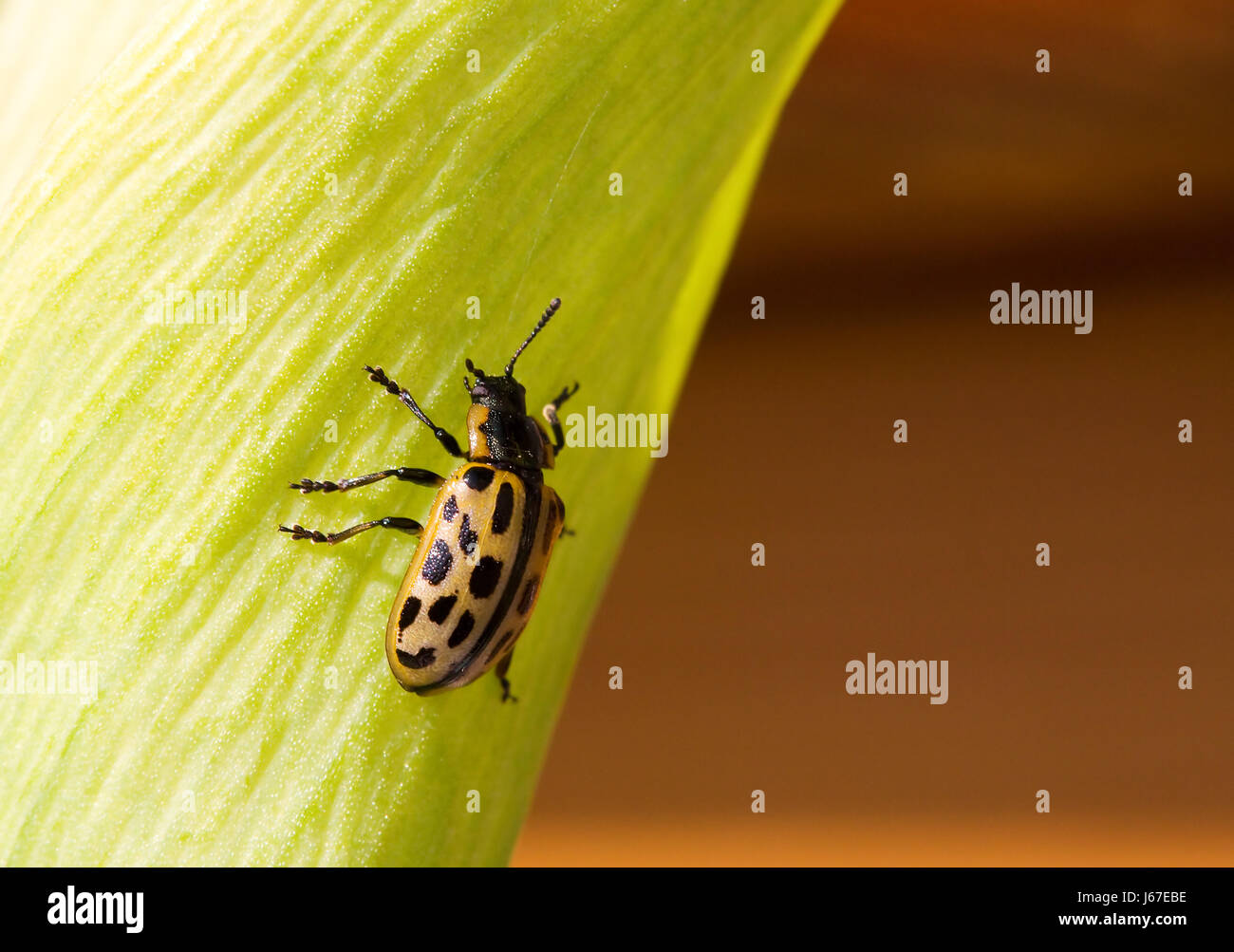 macro close-up macro admission close up view insect beetle armour ...