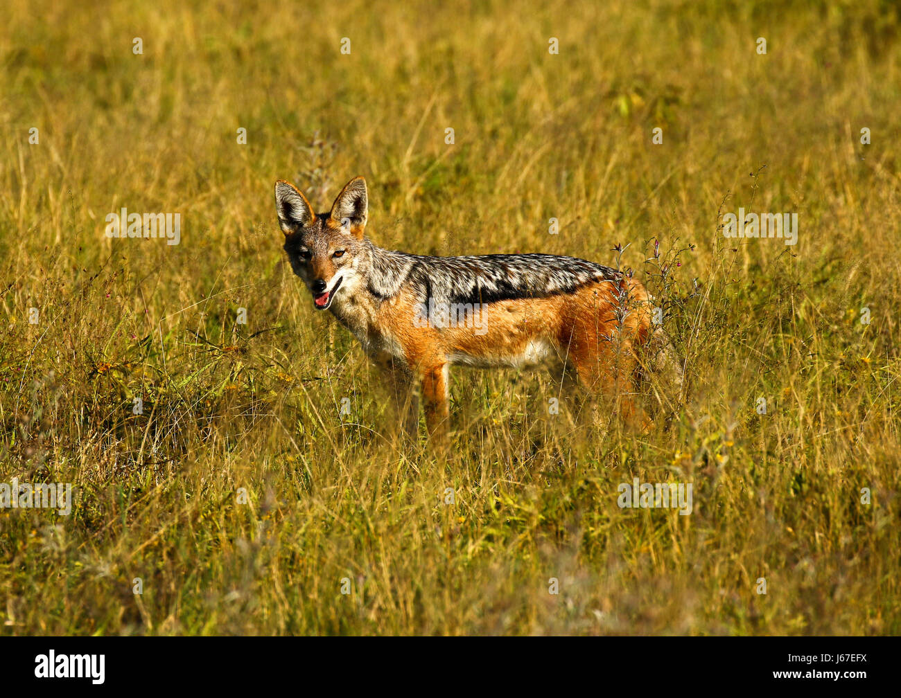 Black-backed jackal hunting on the African plains Stock Photo - Alamy