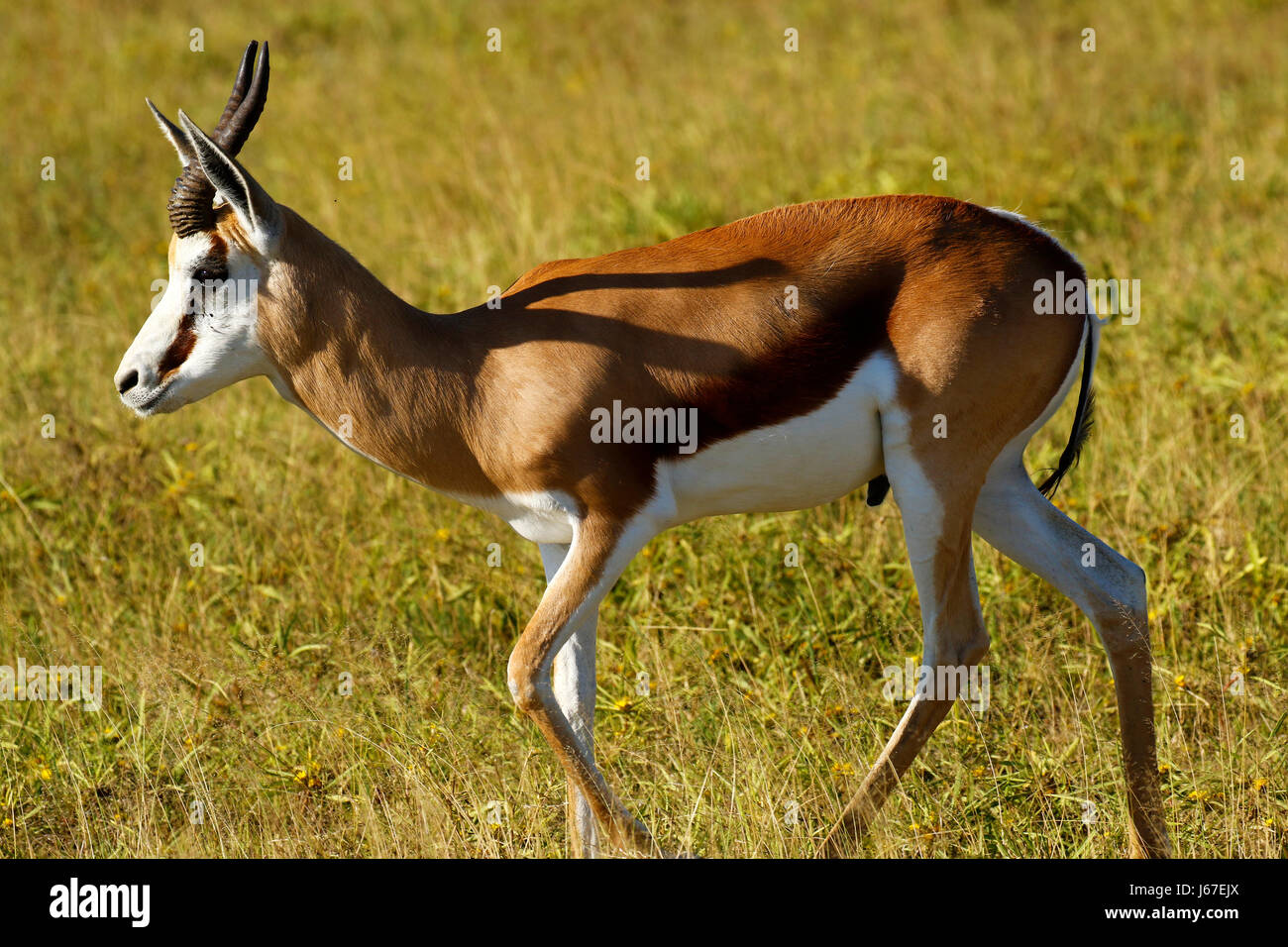 Wild Springbok antelope on the African plains Stock Photo - Alamy