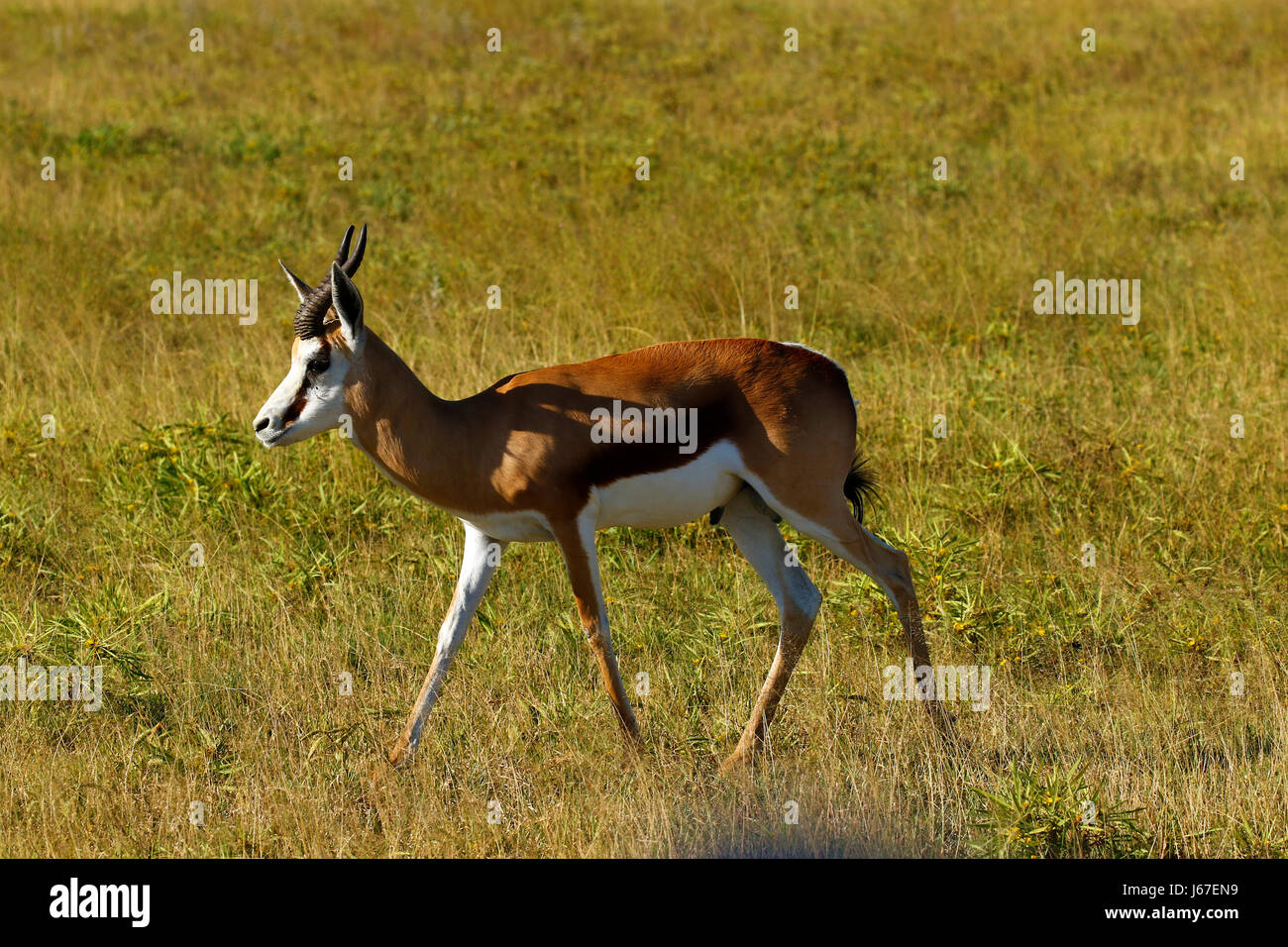 Wild Springbok antelope on the African plains Stock Photo - Alamy