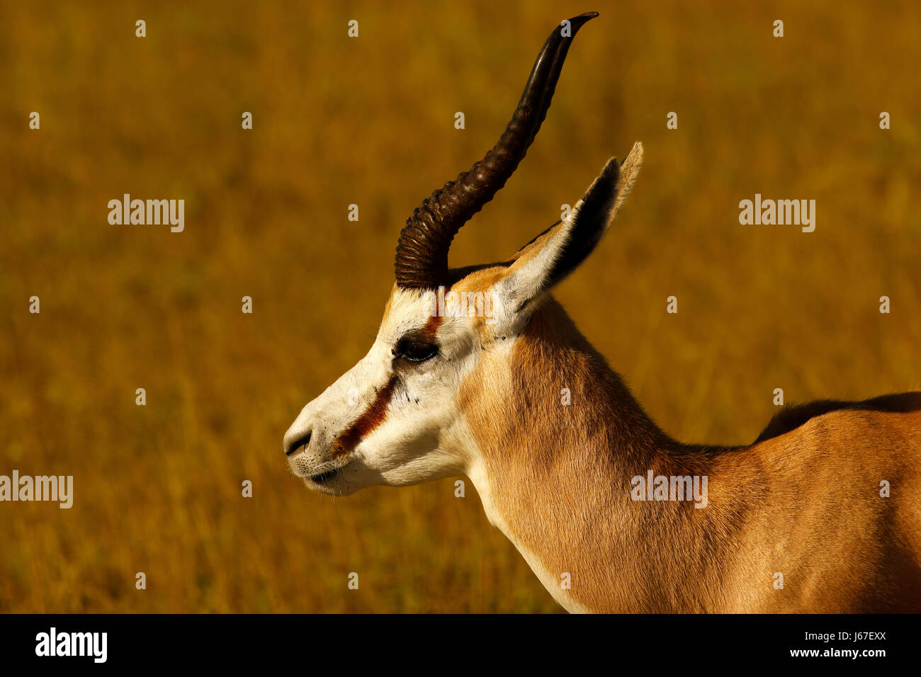 Wild Springbok antelope on the African plains Stock Photo - Alamy