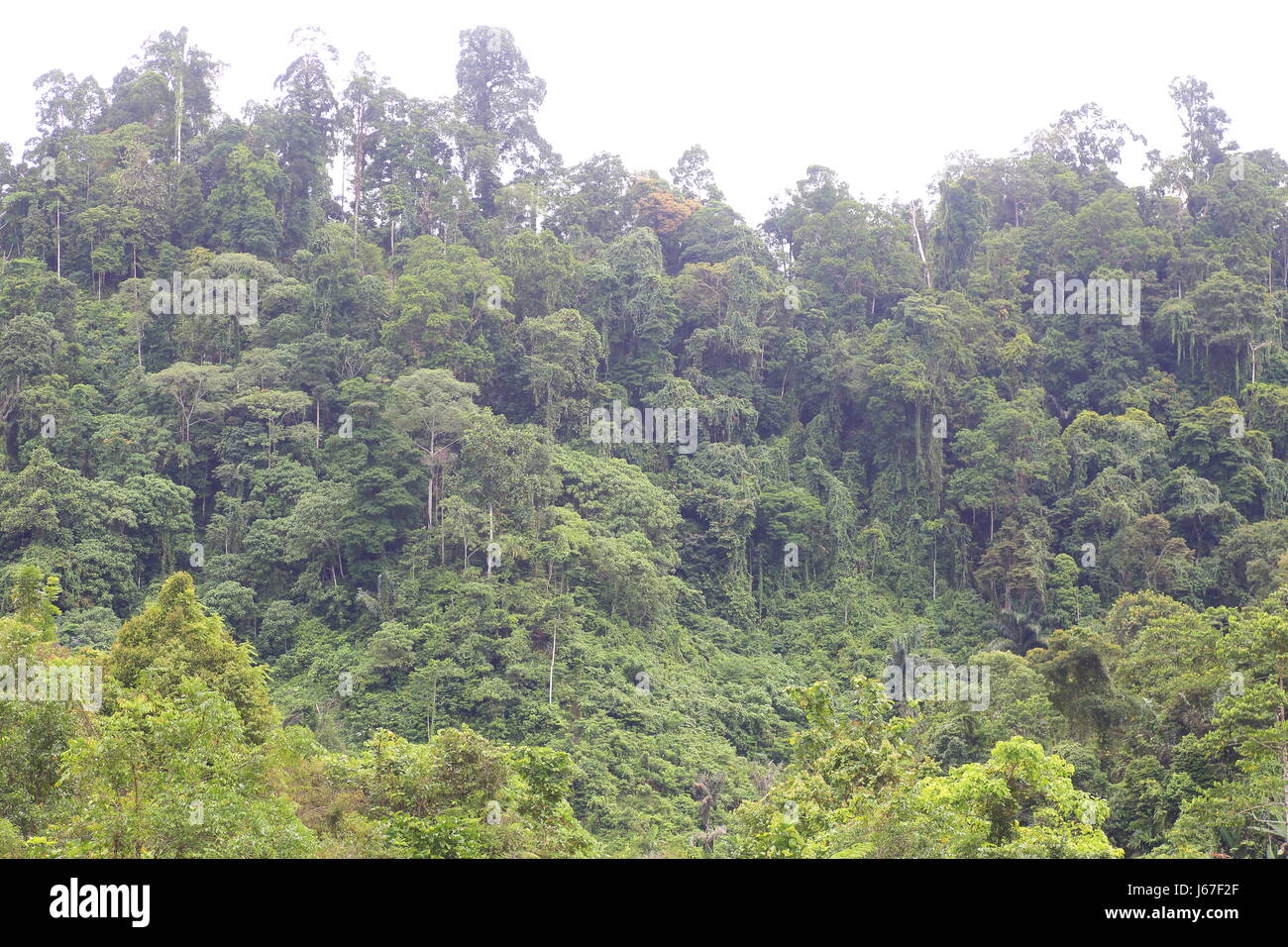 Tropocal rainforest of Simeulue Island, Indonesia Stock Photo - Alamy