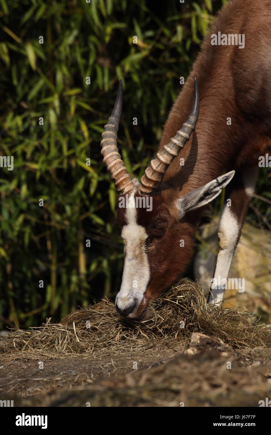 antelope woman animal mammal africa cornets antelope african Stock ...