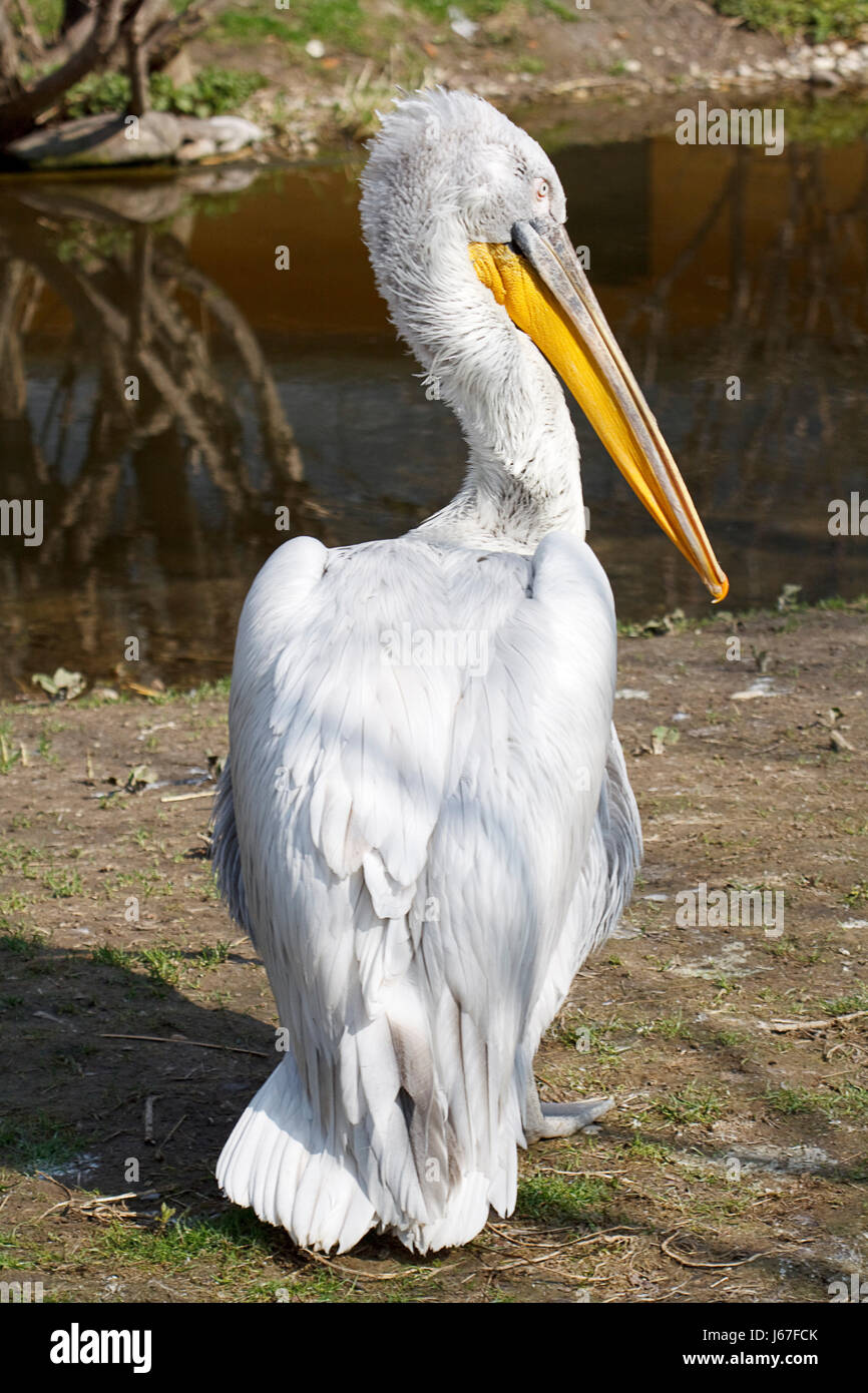animal bird birds pelican animal bird fauna birds beak vertical ...