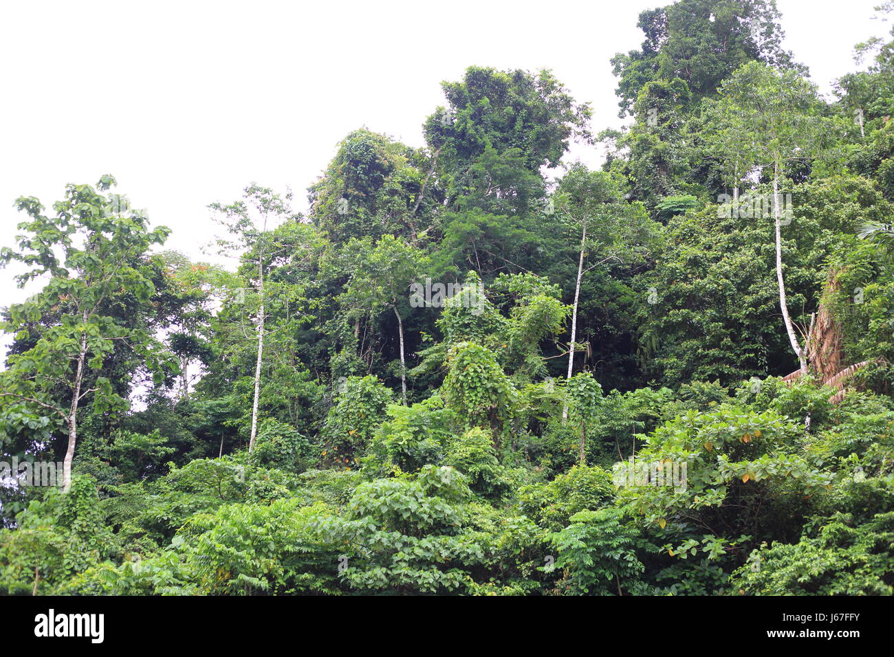 Tropocal rainforest of Simeulue Island, Indonesia Stock Photo - Alamy