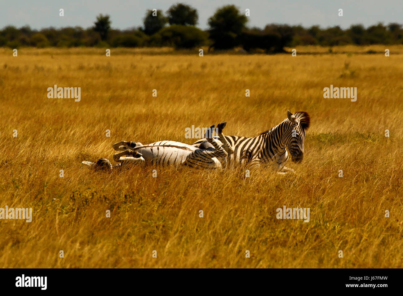 Herd of Burchell's zebras together safari time in Africa Stock Photo ...