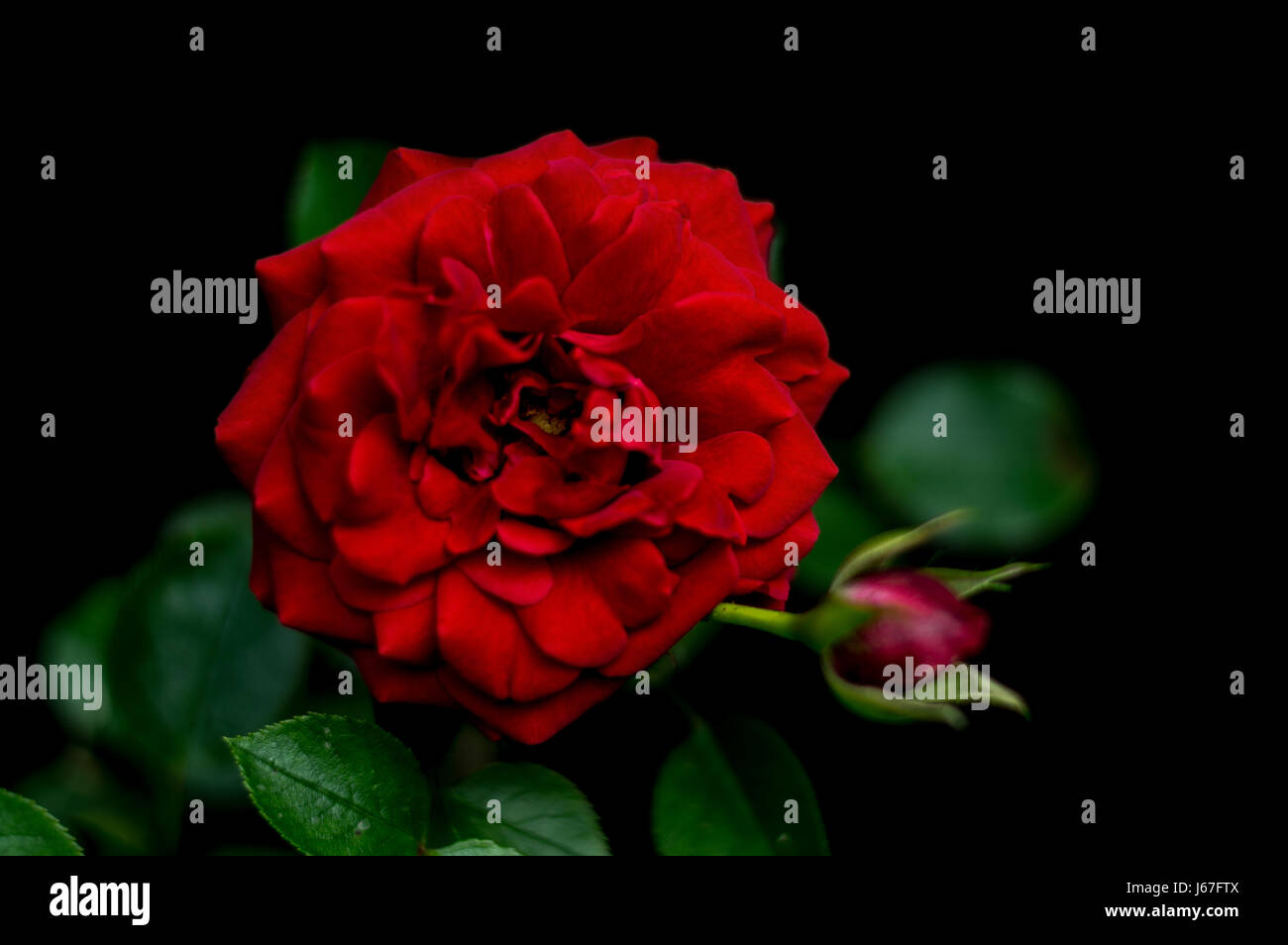 Single bossom of red rose Stock Photo - Alamy
