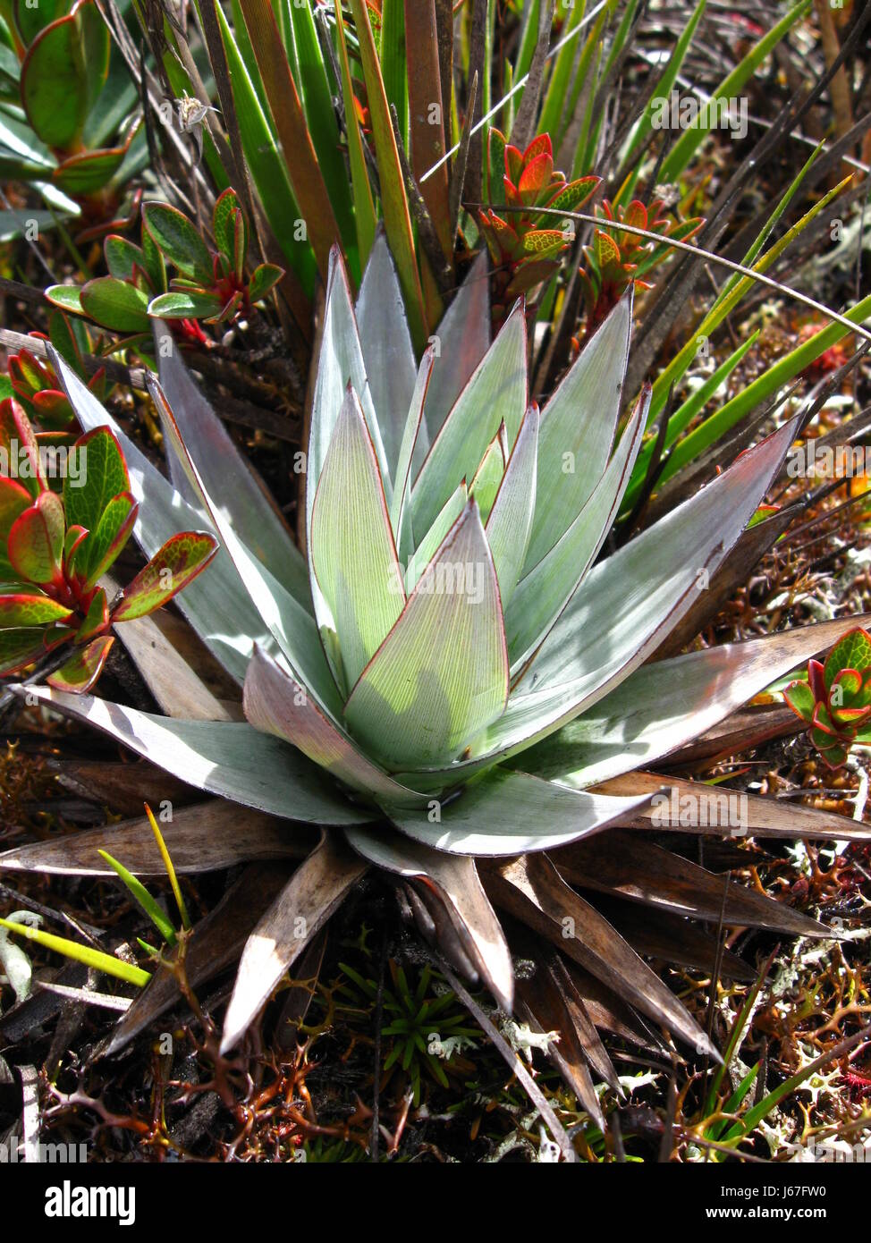 leaf rosette venezuela endemic plant green flora pointed south america ...
