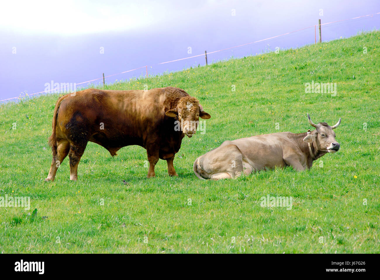 bull agriculture farming cow meadow willow bull agriculture farming cow ...