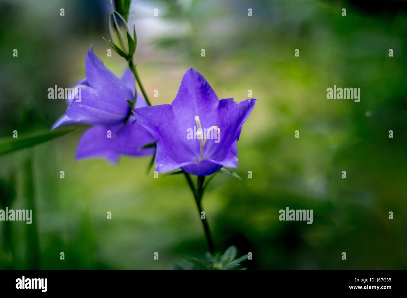 Beautiful purple bell hi-res stock photography and images - Alamy