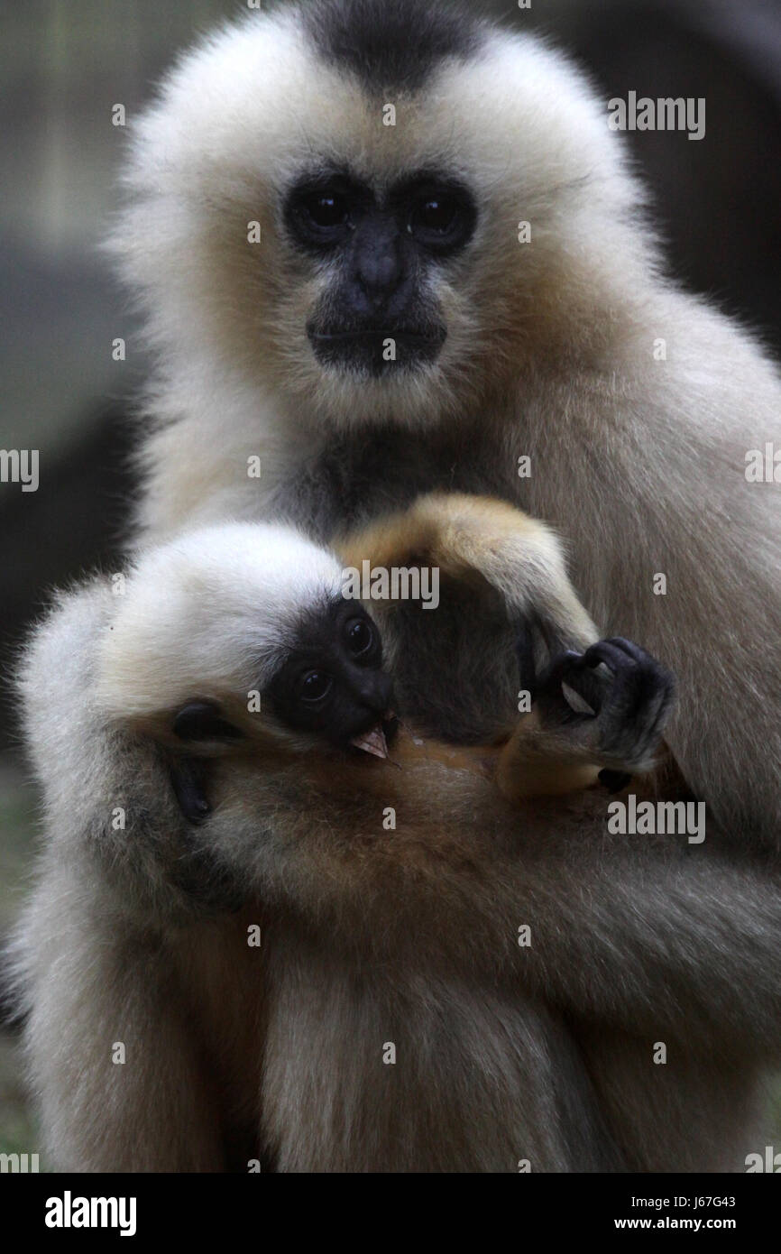 Gelbwangen gibbon hi-res stock photography and images - Alamy