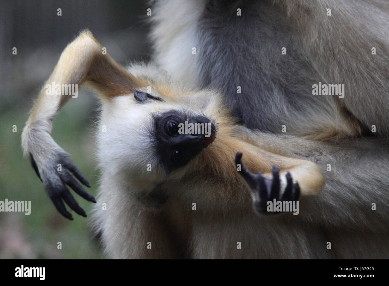 monkey gibbon animal asia monkey apes young animal primates gibbon ...