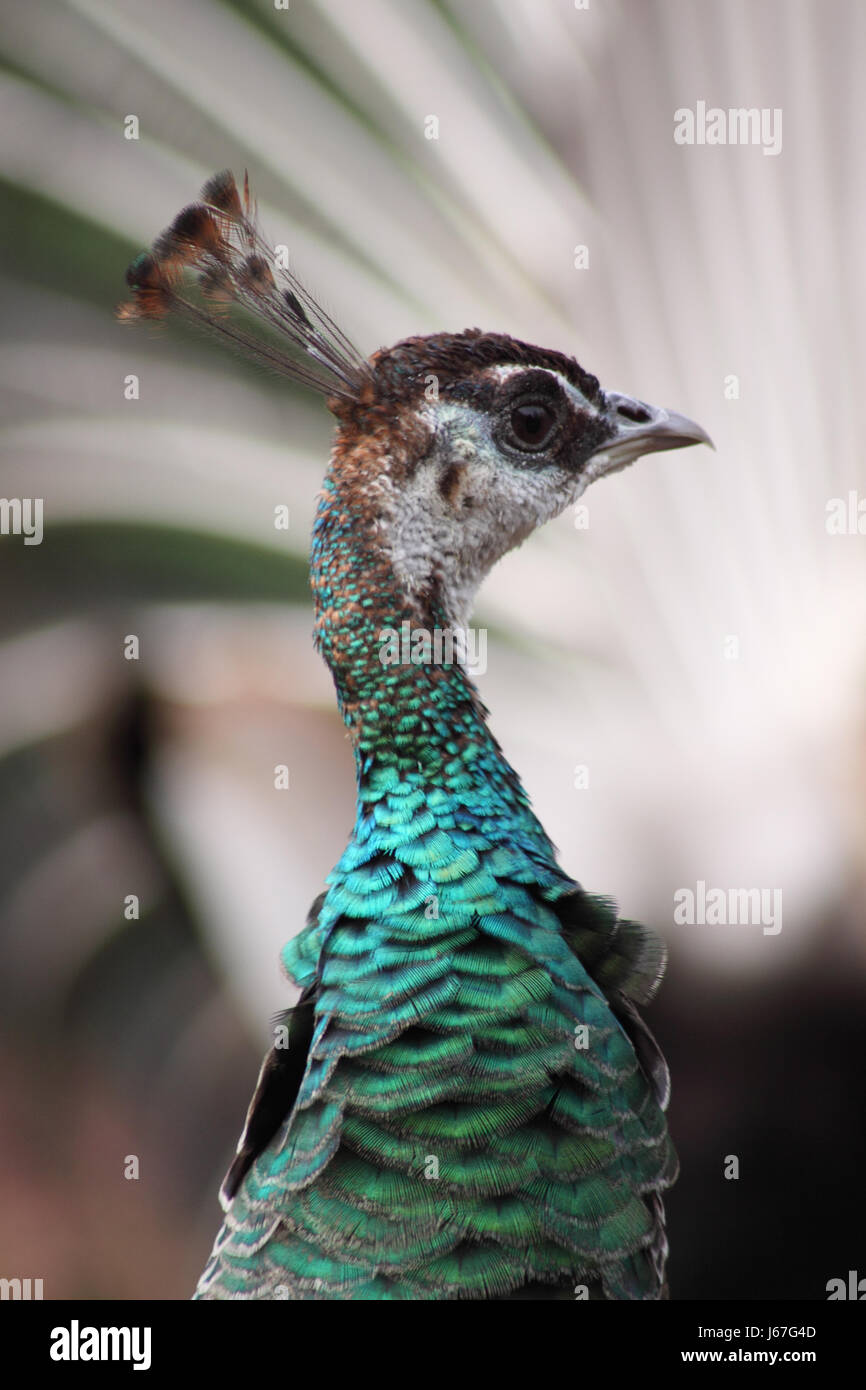 Vain animals hi-res stock photography and images - Alamy