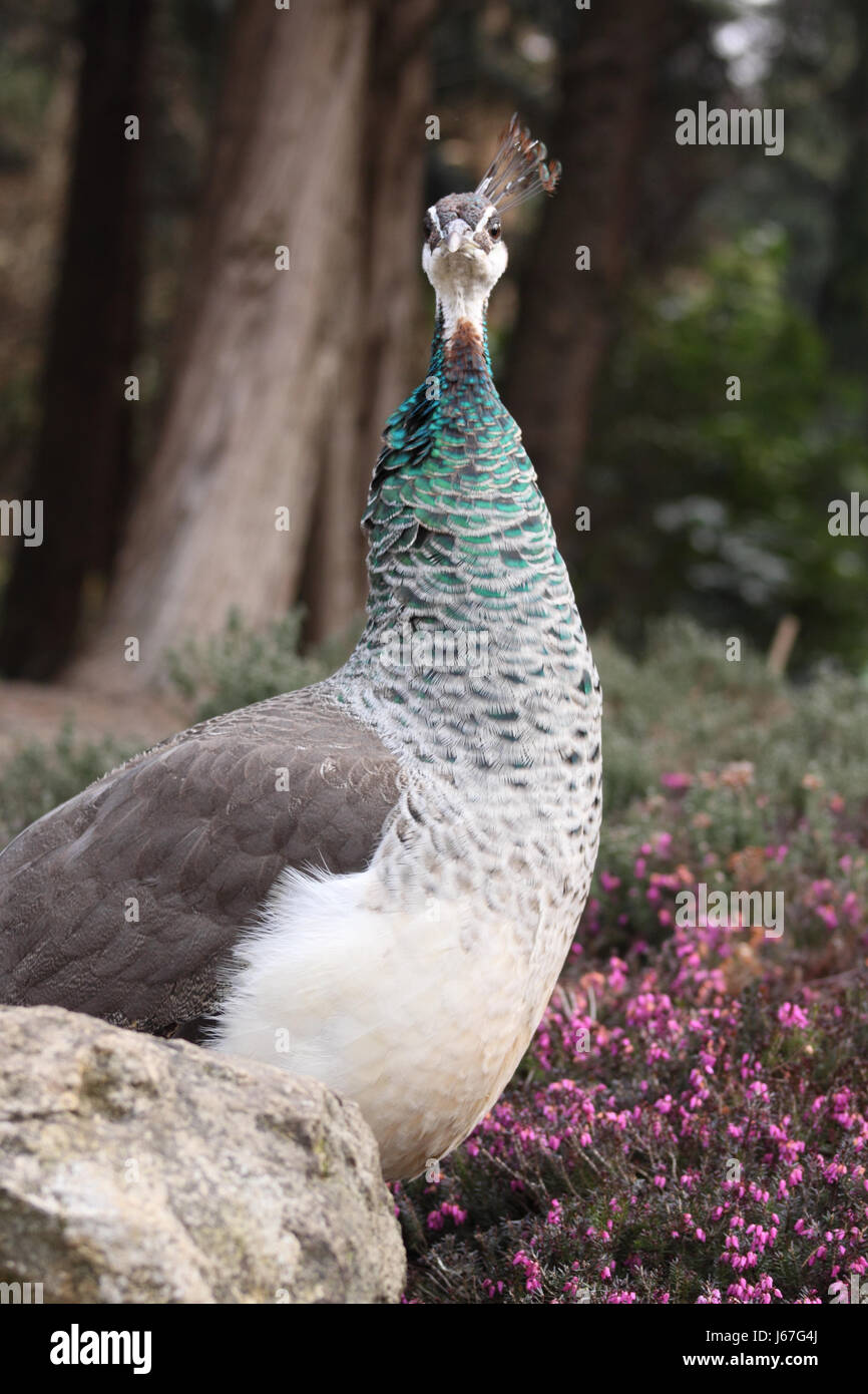 Vain animals hi-res stock photography and images - Alamy