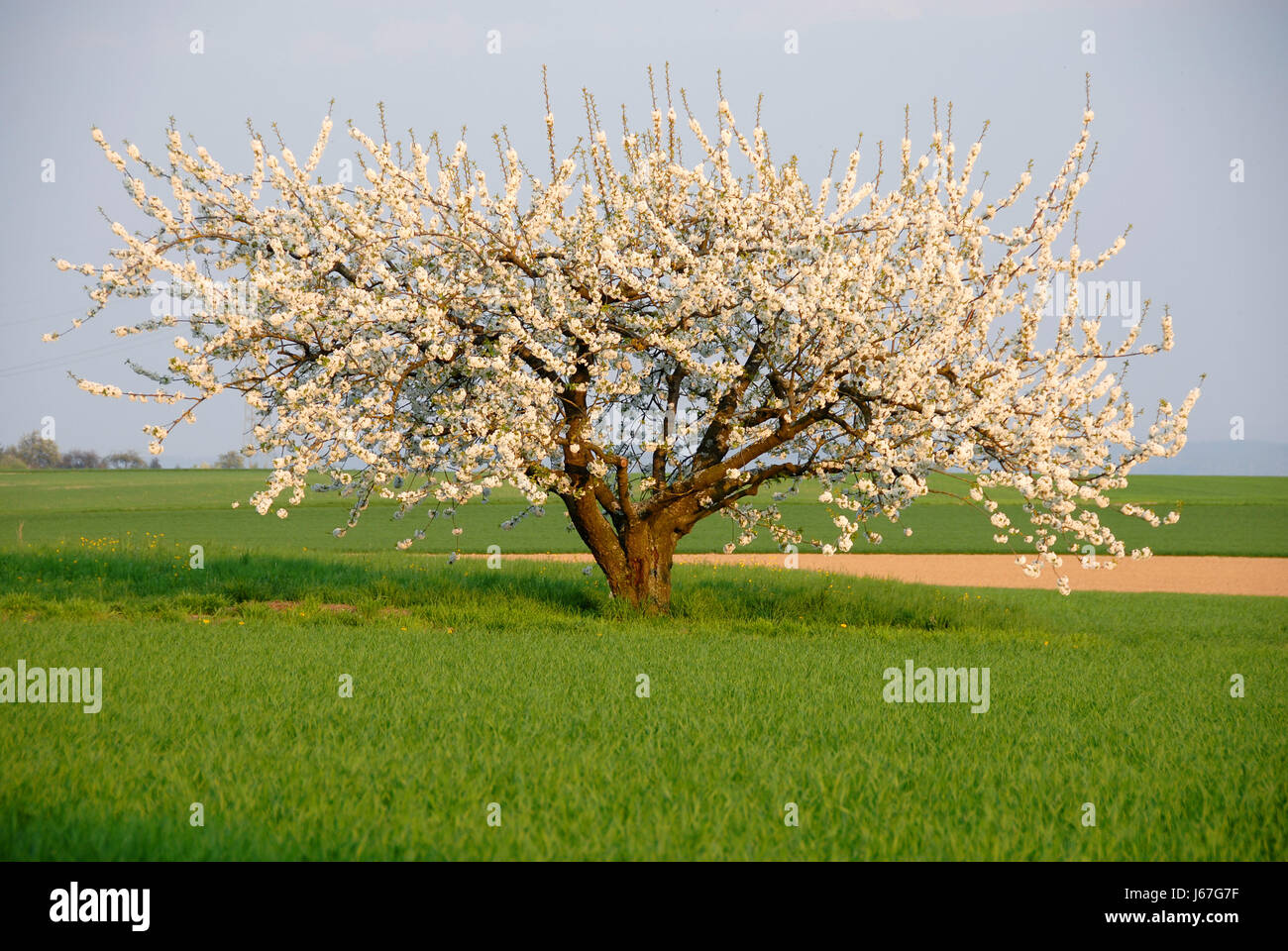tree in siegelbach Stock Photo - Alamy