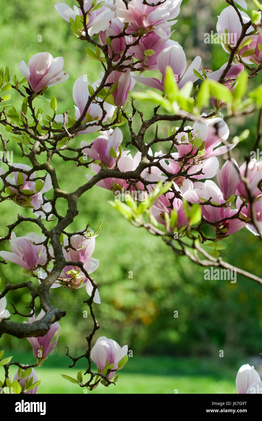 Blamp65533ten hi-res stock photography and images - Alamy