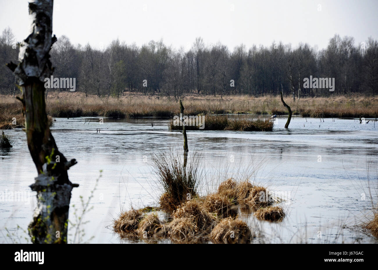 conservation of nature mirroring fen biotop water eco tree trees ...