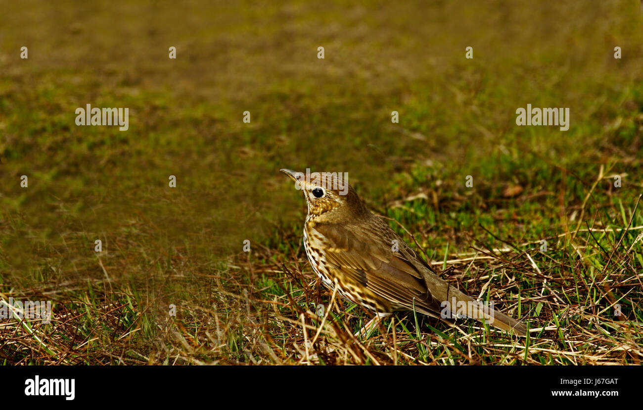 animal bird birds creature thrush singing-bird bobolinks song thrush ...