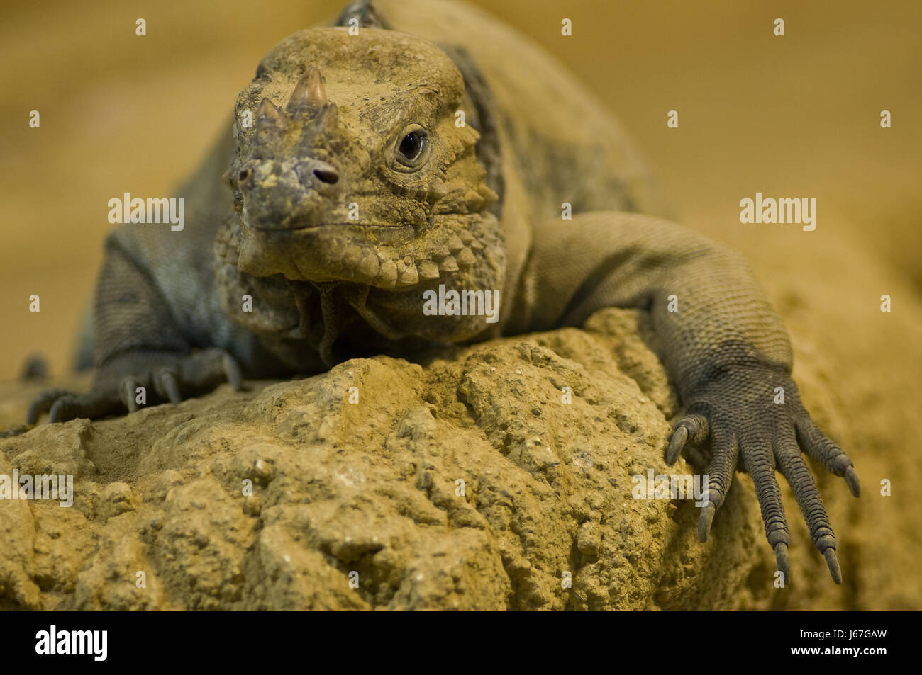 the large lizard 2 Stock Photo - Alamy