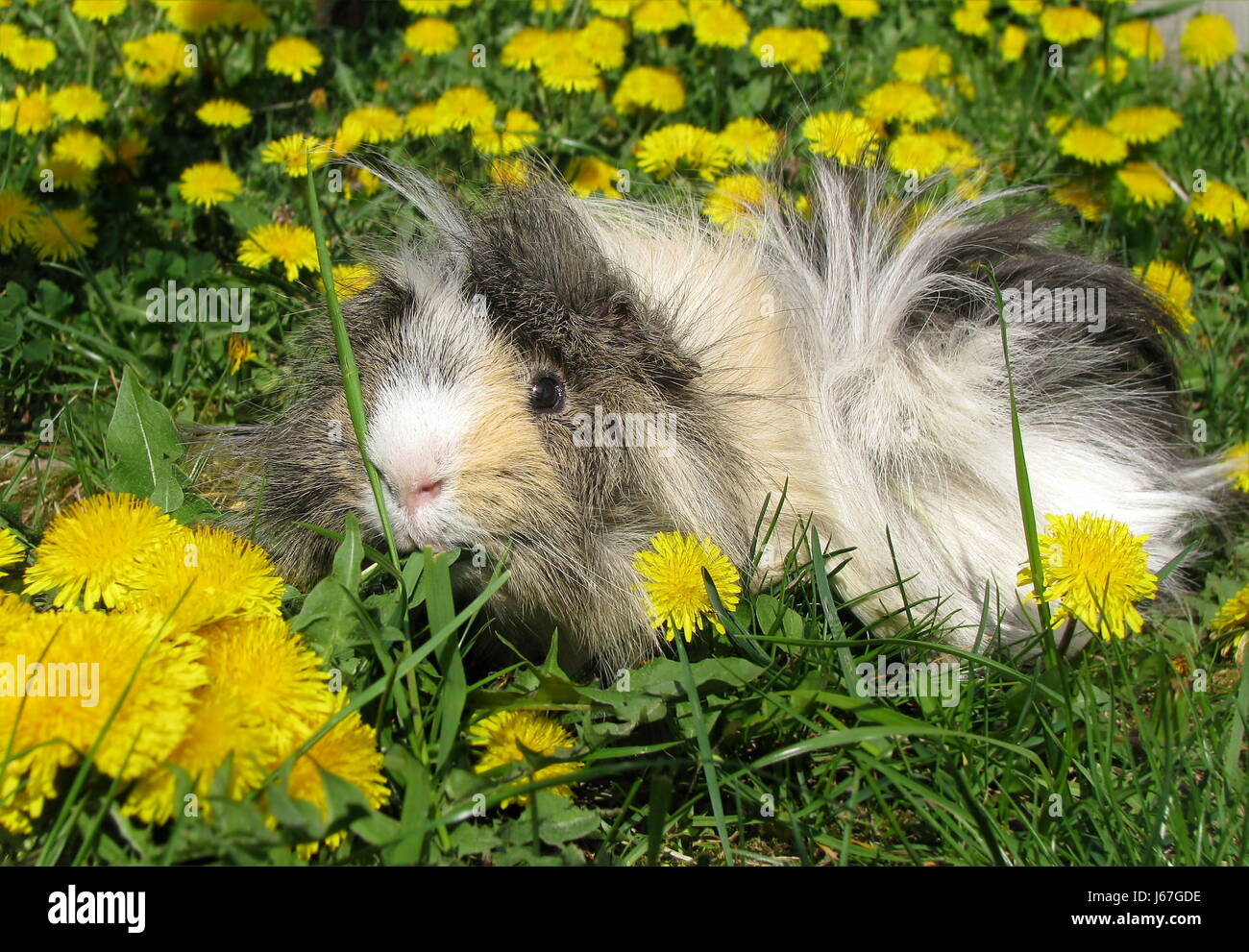 Angora guinea pig hi-res stock photography and images - Alamy