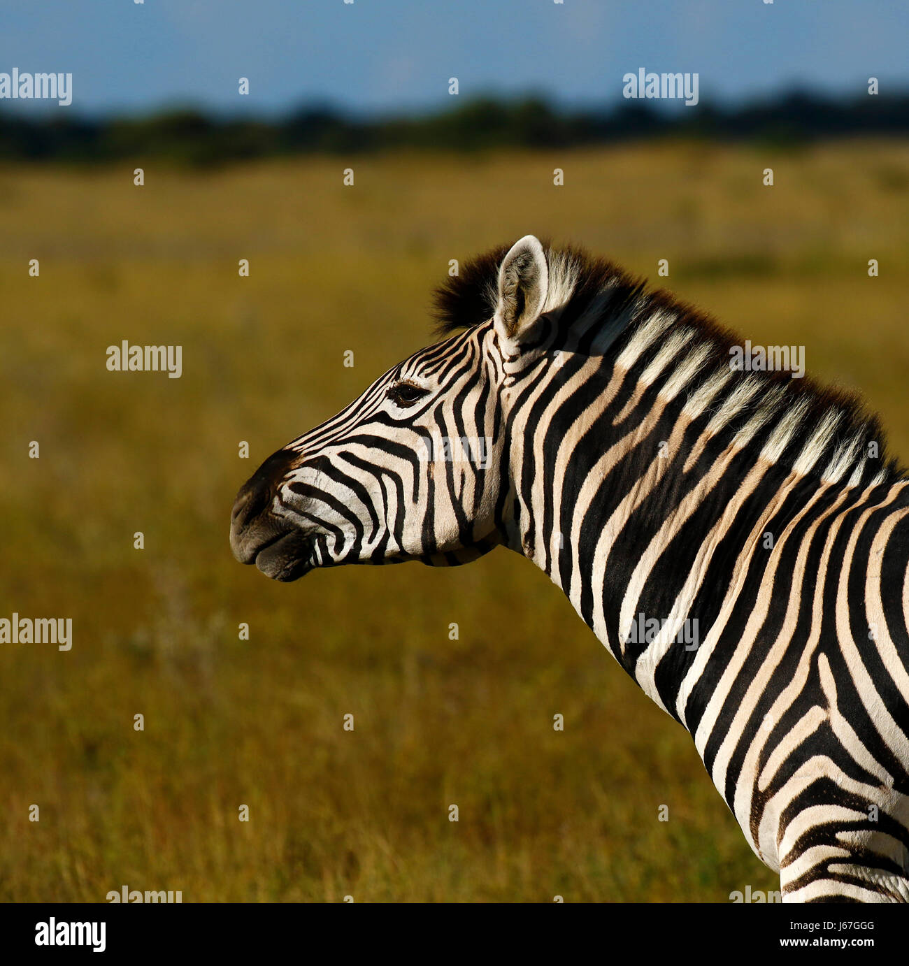 Herd of Burchell's zebras together safari time in Africa Stock Photo ...
