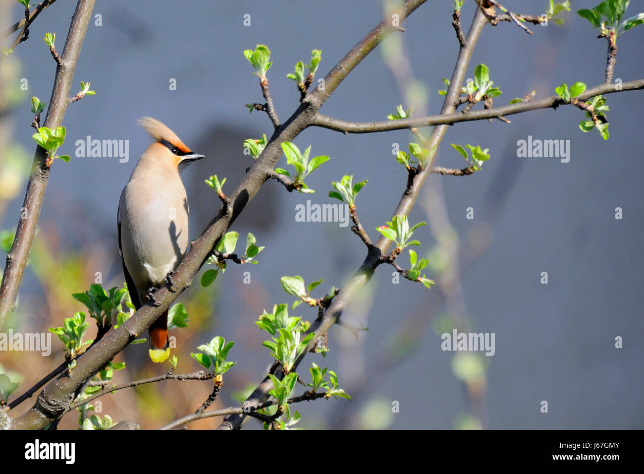 bird birds branch bush nature bird animals birds spring branch shrub ...