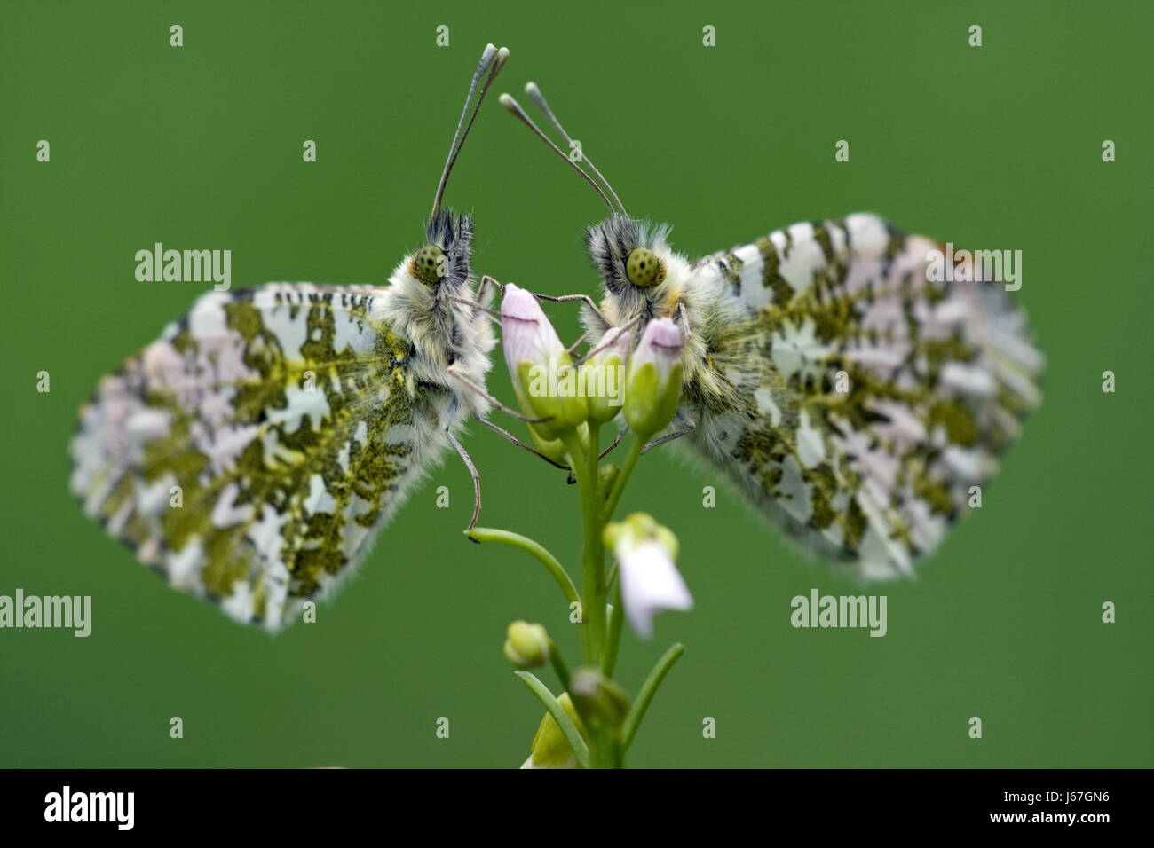 Opposite to albino hi-res stock photography and images - Alamy