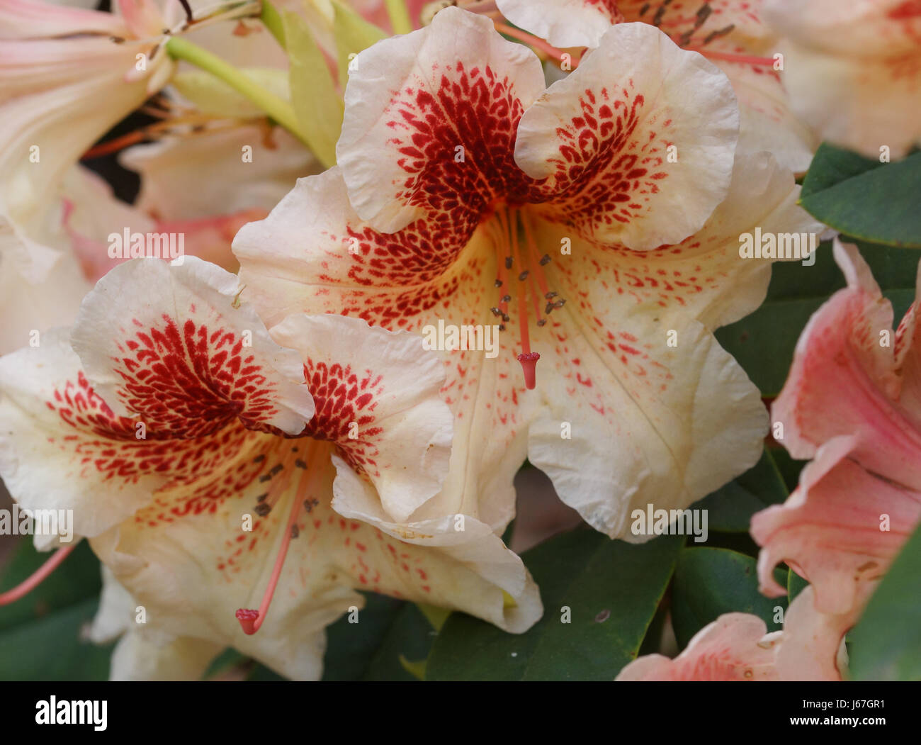 Rhododendron Hybride Peggy, herald of spring, flower of the gardens ...