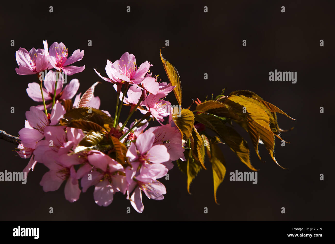 blossoms branch cherry blossom cherry japanese bleed blossoms spring ...