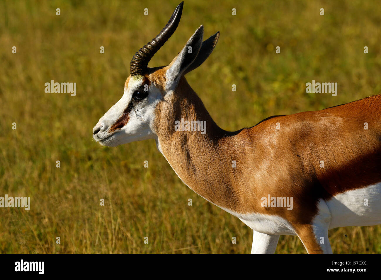 Wild Springbok antelope on the African plains Stock Photo - Alamy