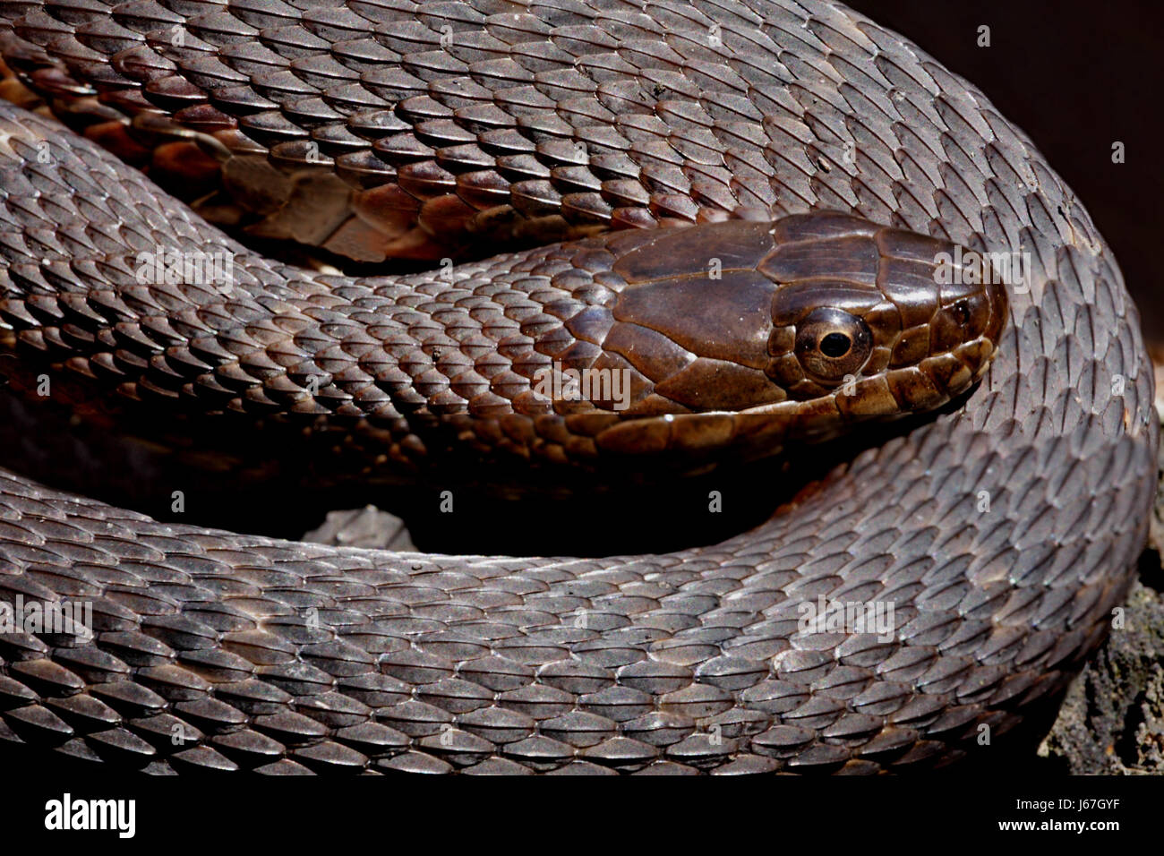 reptile wild wildlife snake reptiles scales coiled nature reptile ...