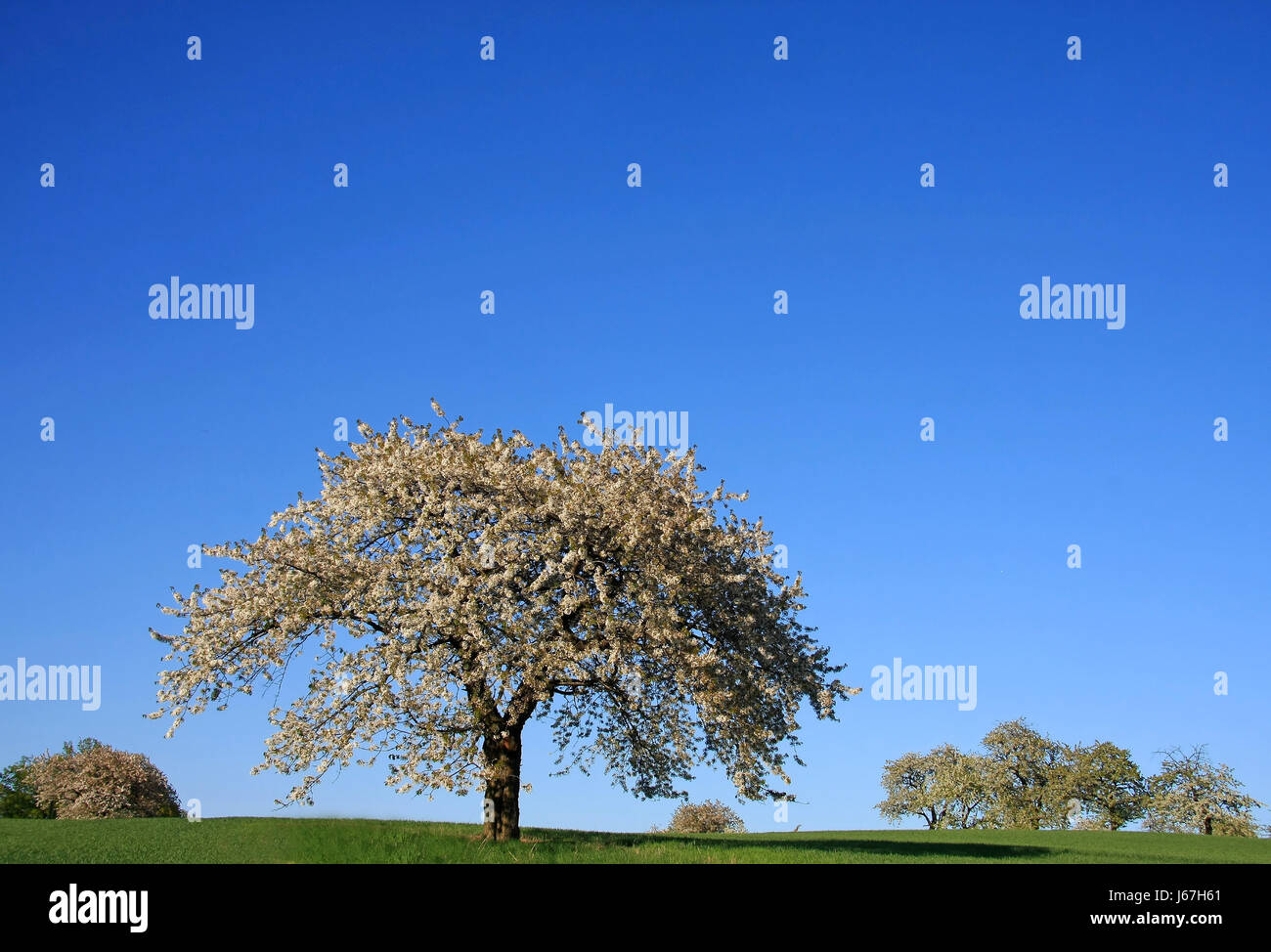 tree trees bloom blossom flourish flourishing field spring cherry ...