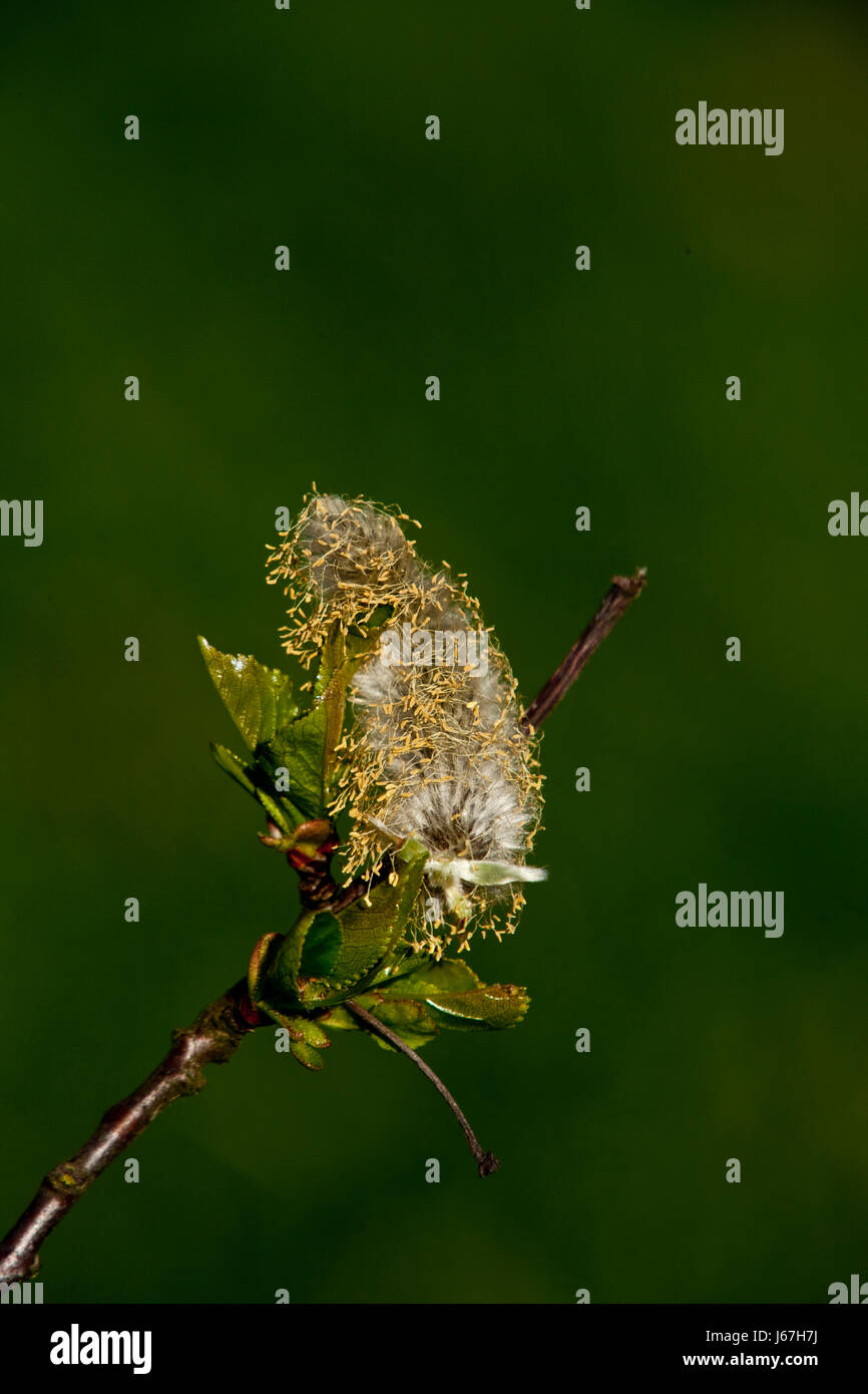 bloom blossom flourish flourishing male masculine sperm pollen ear ...