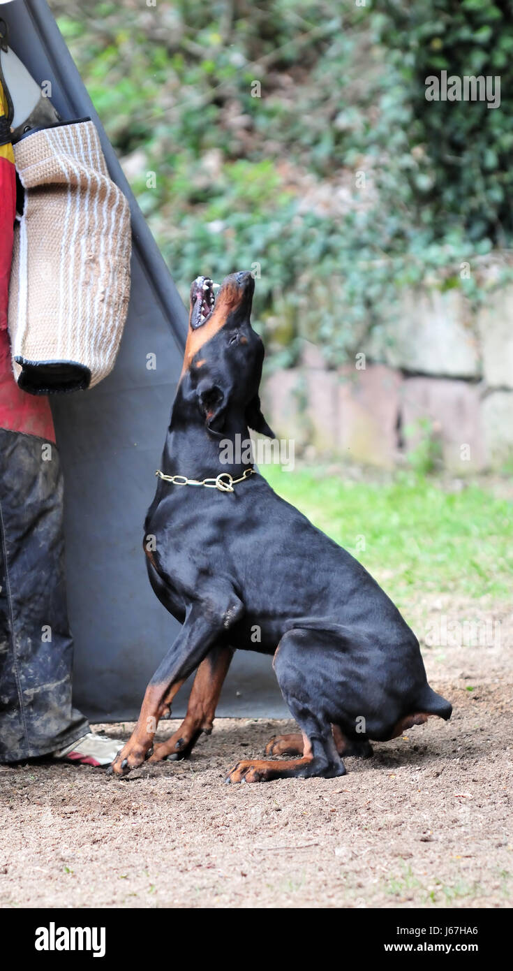 animal dog watchdog pedigree dog doberman animal dog creature watchdog ...