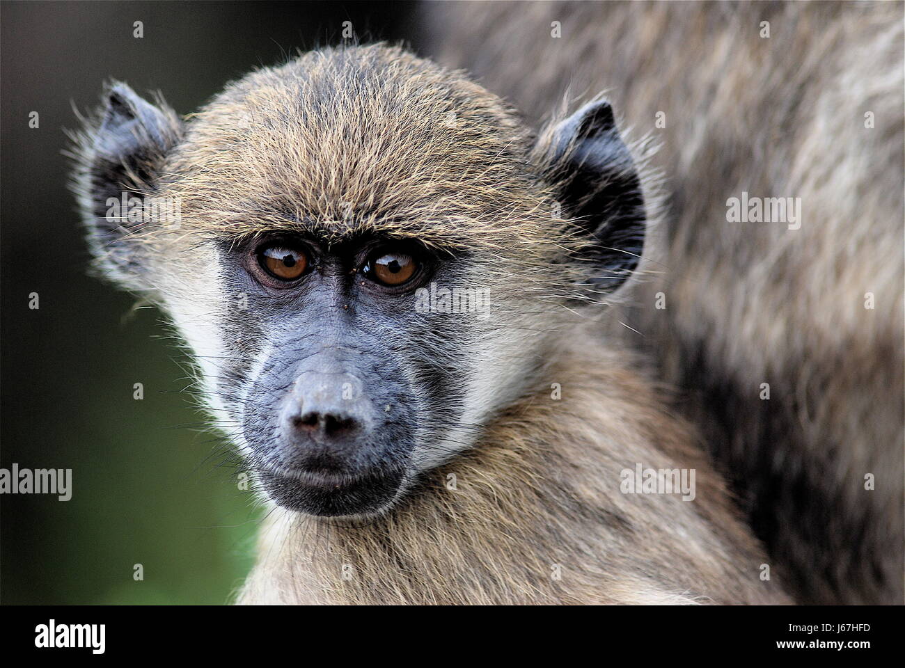 africa monkey eyes dear baboon cub baby young younger head south africa ...