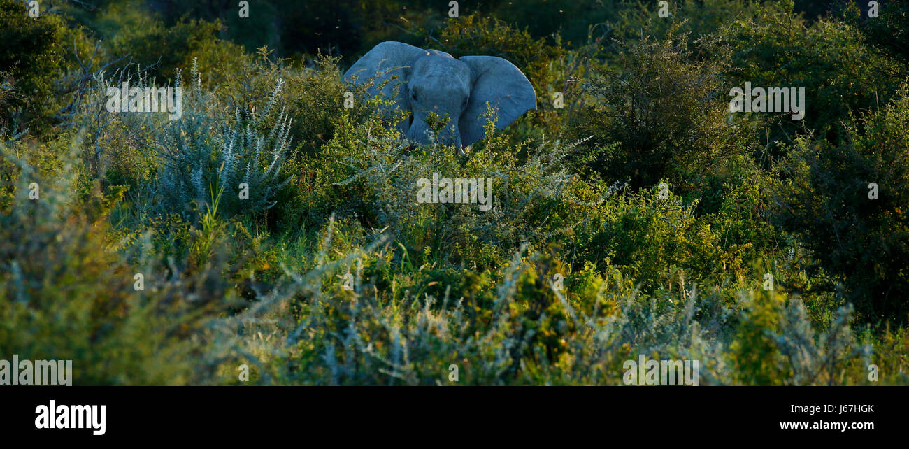 Wild African elephant nearly hidden in the bush Stock Photo - Alamy
