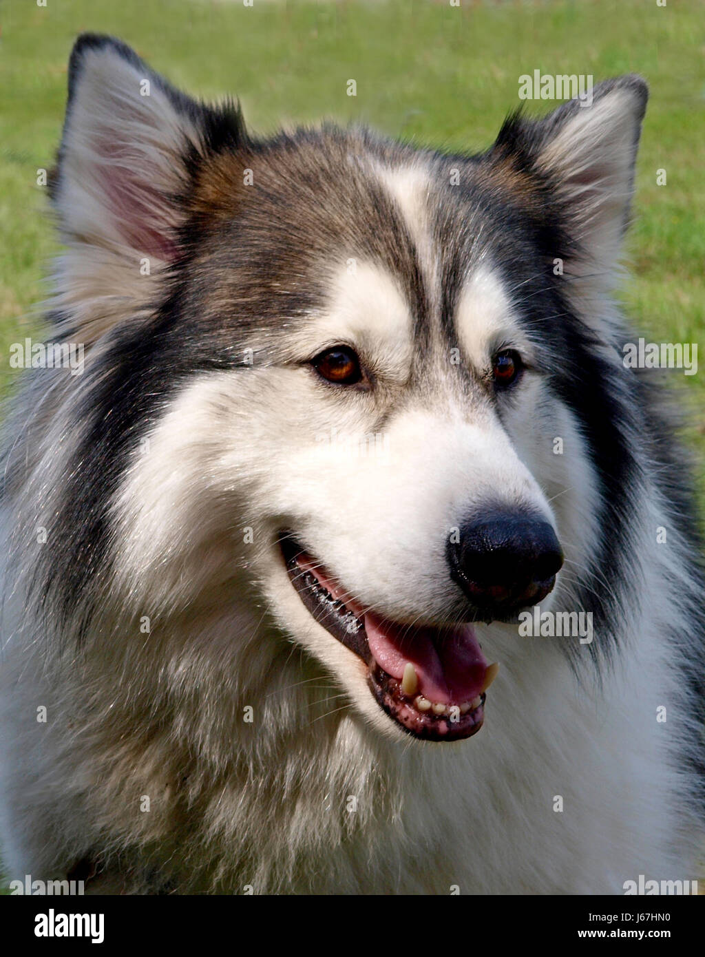 dog husky sport sports cold sporty athletic wiry pithy heavyset tight ...