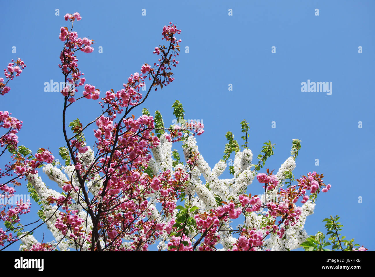 Japanische sakura hi-res stock photography and images - Alamy