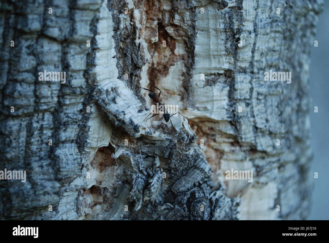 closeup tree animal insect ant black swarthy jetblack deep black cork ...