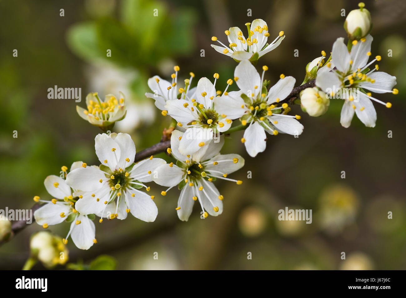 flower plant flowers spring blooming blackthorn sloe white flower plant ...
