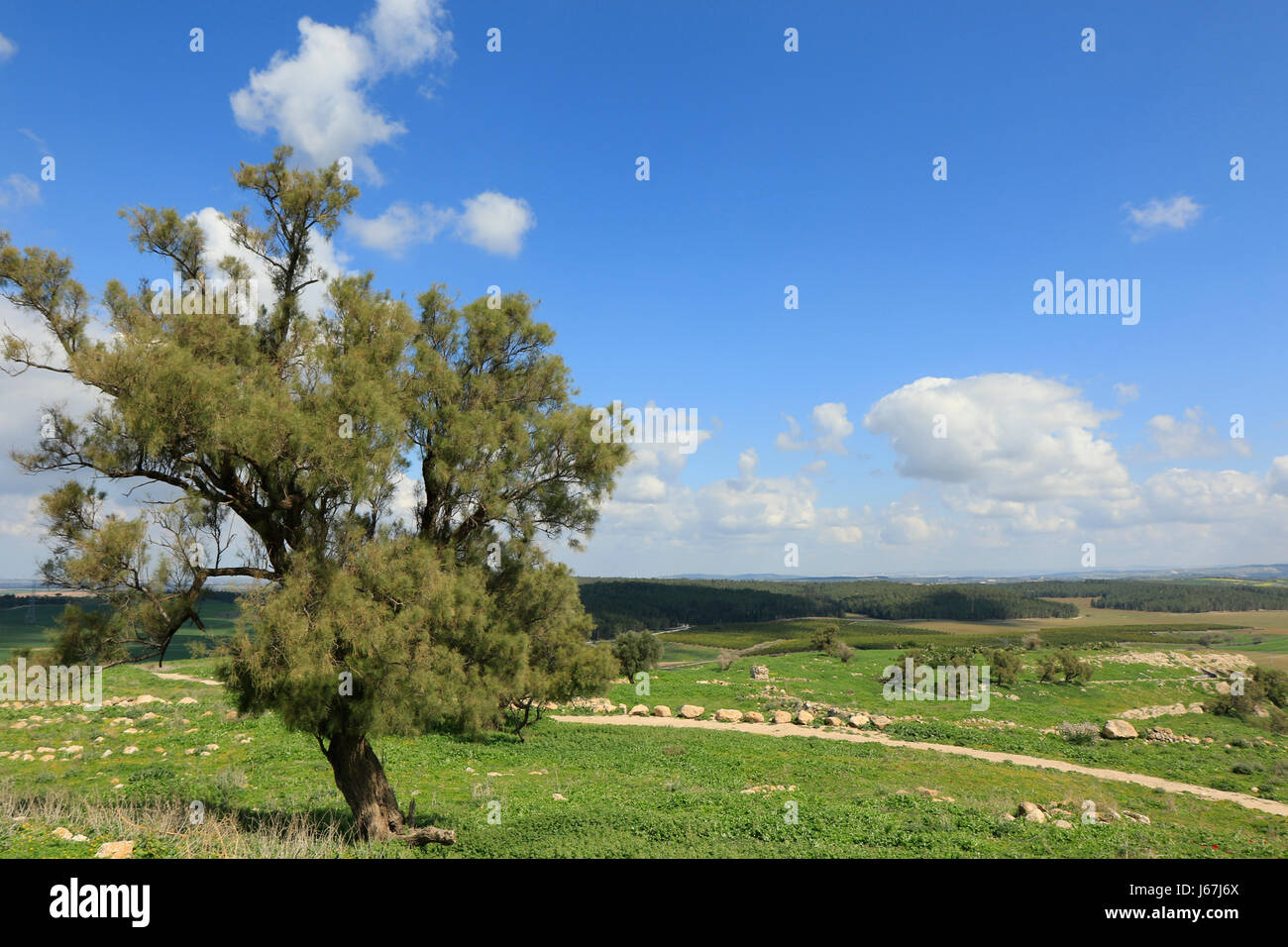 Israel, Shephelah, a view from Tel Zafit, identified as Biblical Gath ...