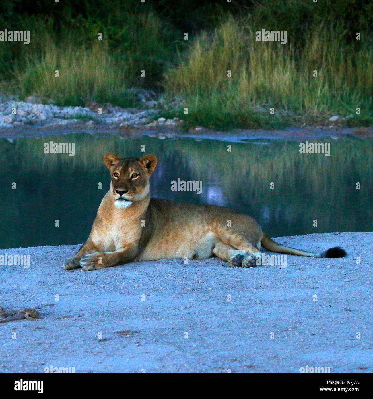 Lioness eyes night hi-res stock photography and images - Alamy