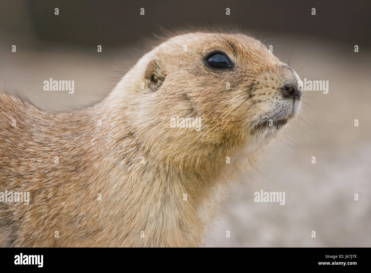 animal mammal animals rodent mammals animal mammal brown brownish ...