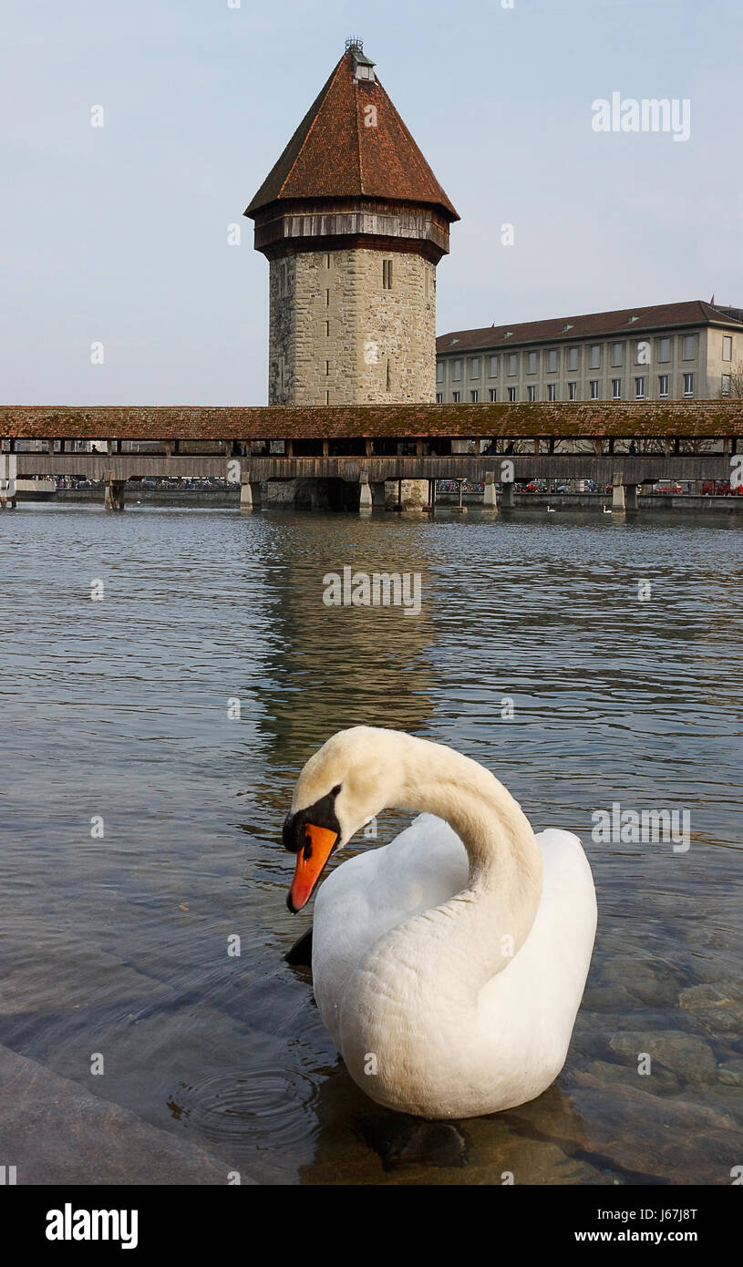 lucerne,swan in front kapellbr & amp # 65533 blocks with wass Stock ...