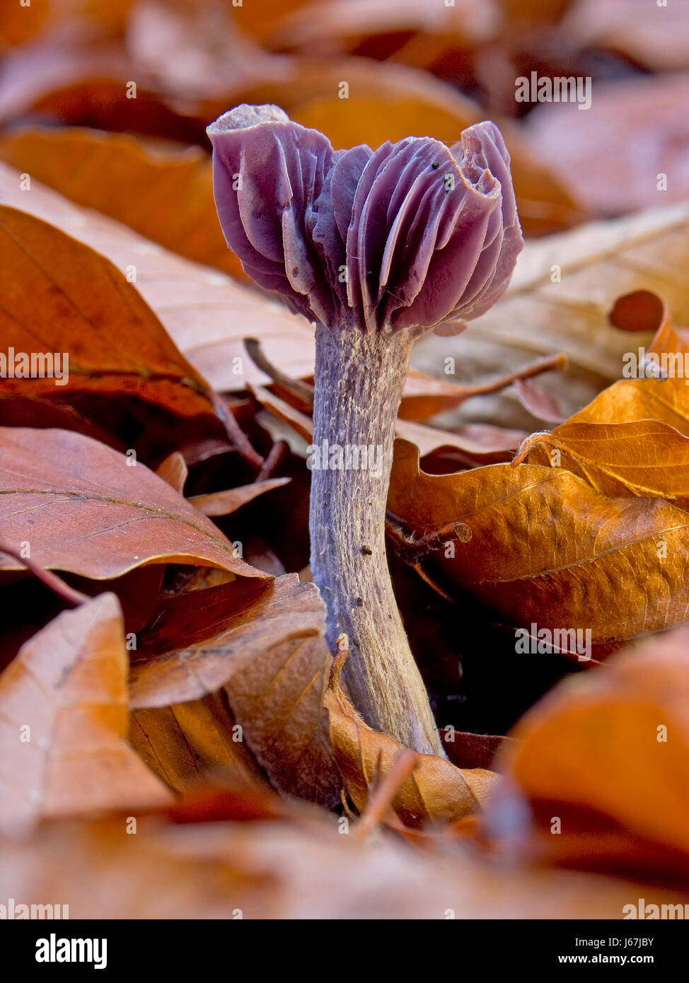 purple funnel fungus Stock Photo - Alamy